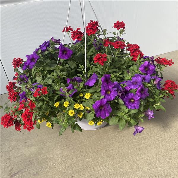 Selecta North America