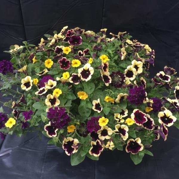 Selecta North America