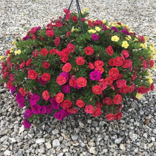 Selecta North America