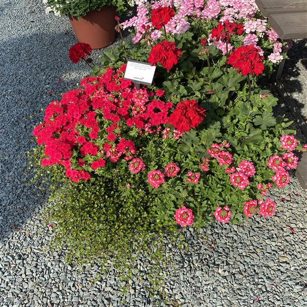 Selecta North America