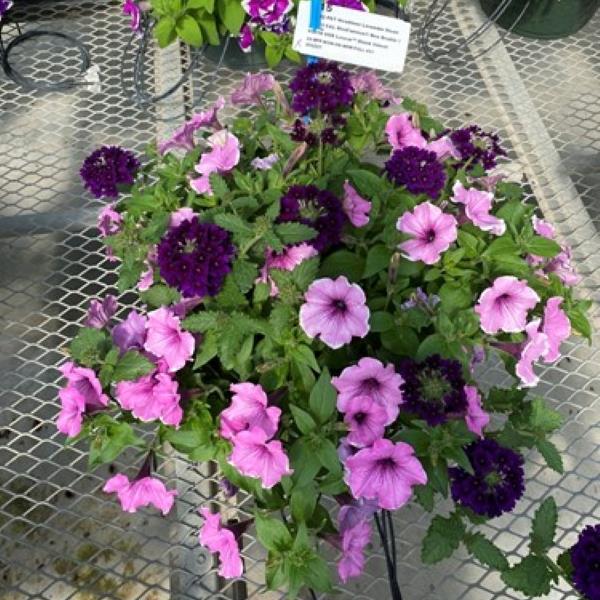 Selecta North America