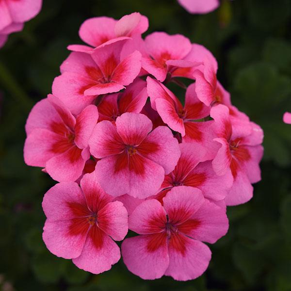 Selecta North America