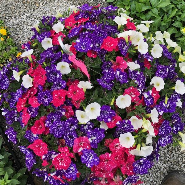 Selecta North America