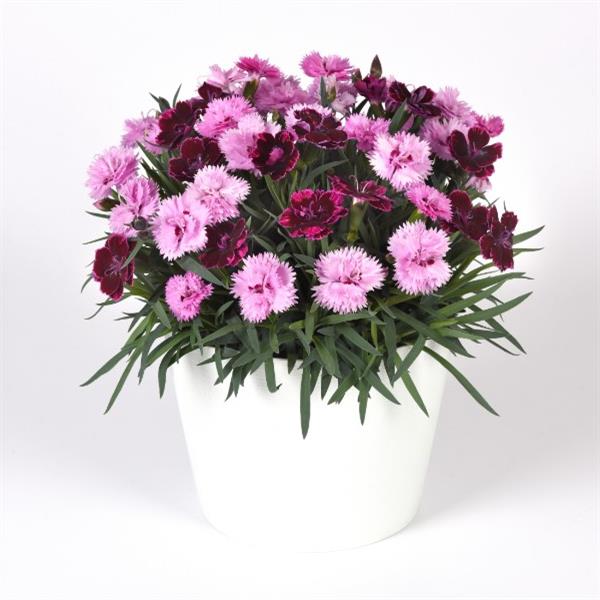 Selecta North America