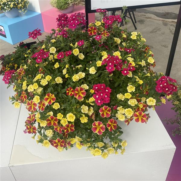 Selecta North America