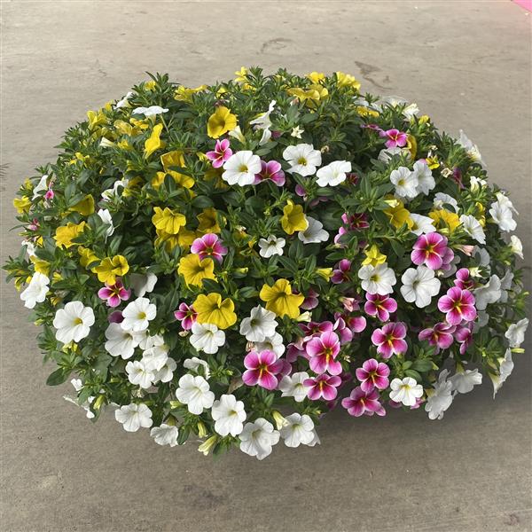 Selecta North America