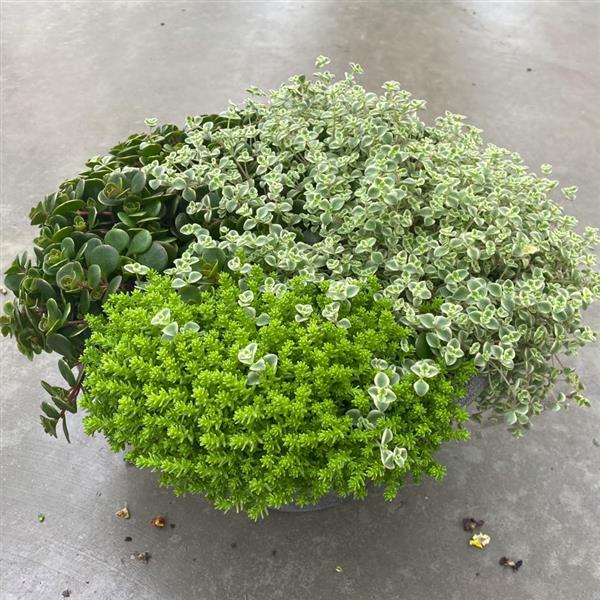 Selecta North America