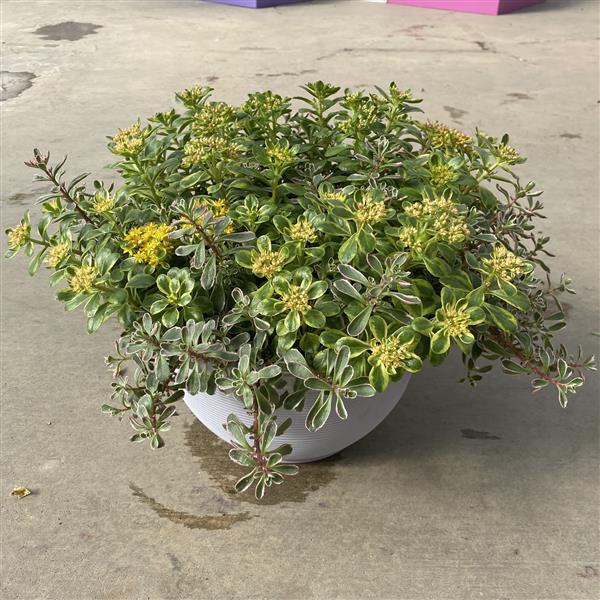 Selecta North America