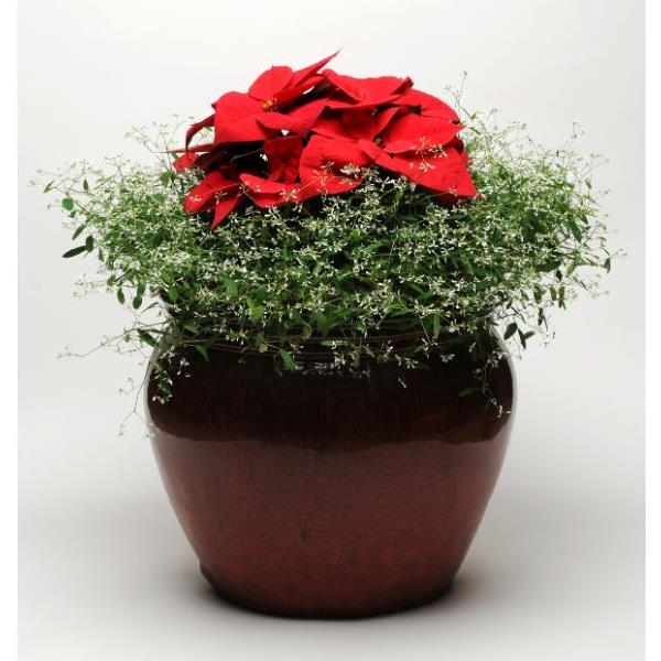 Selecta North America