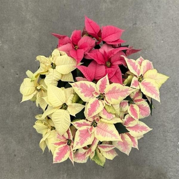 Selecta North America