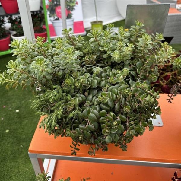 Selecta North America