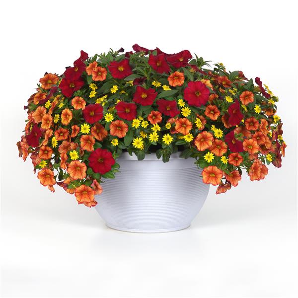 Selecta North America