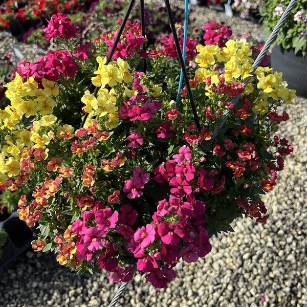 Selecta North America