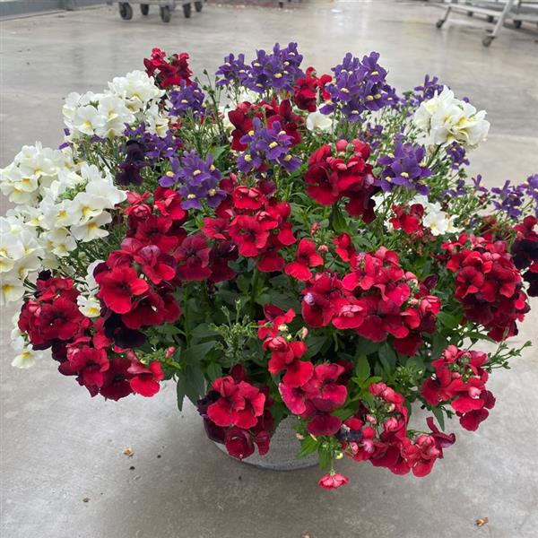 Selecta North America