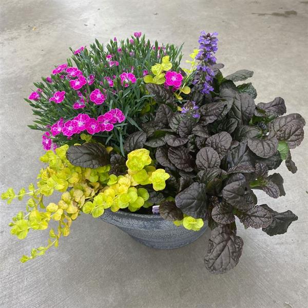 Selecta North America