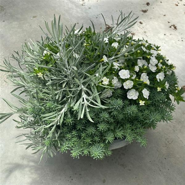 Selecta North America