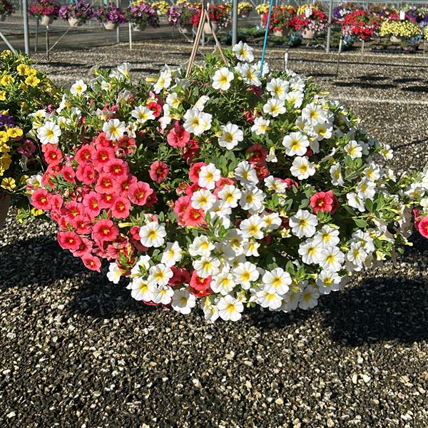 Selecta North America