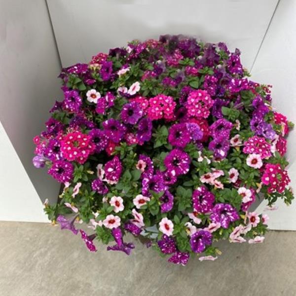 Selecta North America