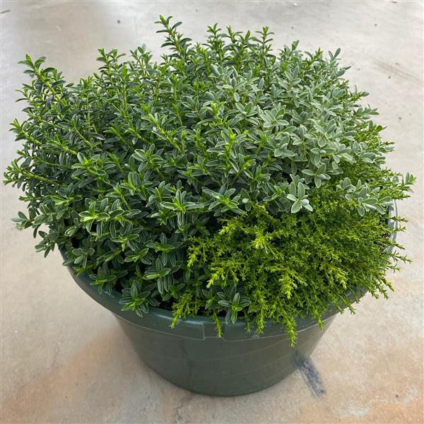 Selecta North America