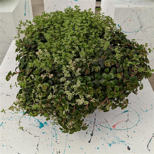 Selecta North America