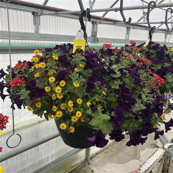 Selecta North America