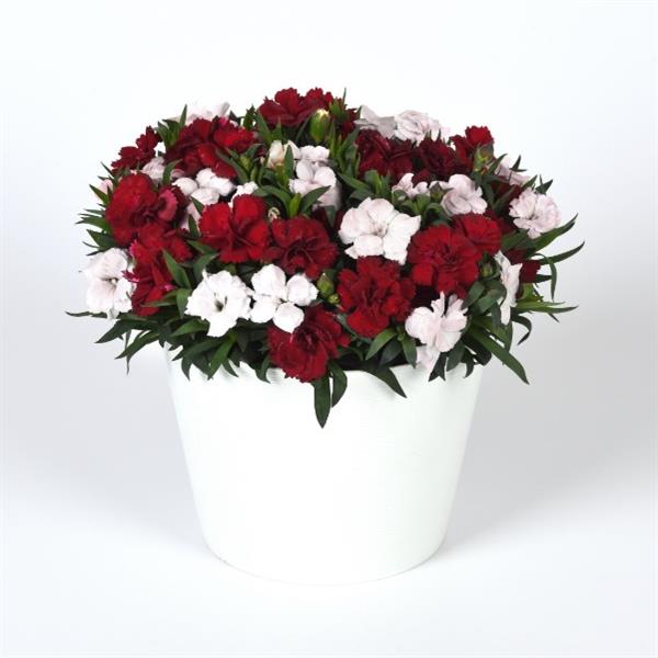 Selecta North America