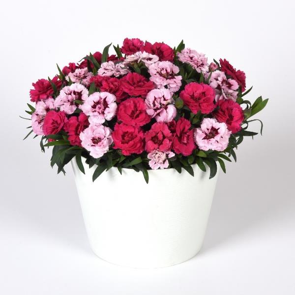 Selecta North America