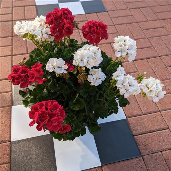 Selecta North America