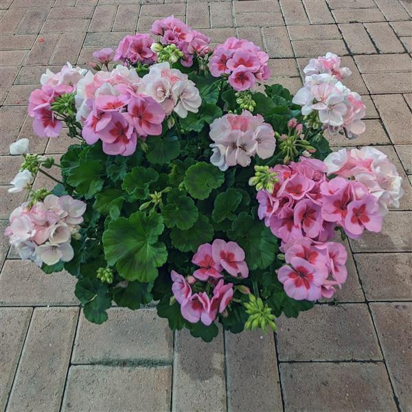 Selecta North America