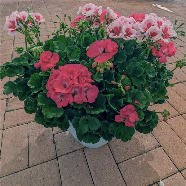 Selecta North America