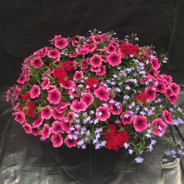 Selecta North America