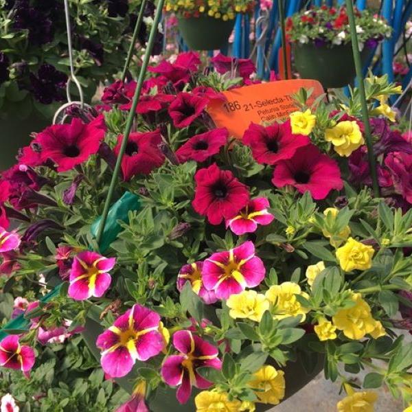 Selecta North America