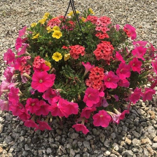 Selecta North America