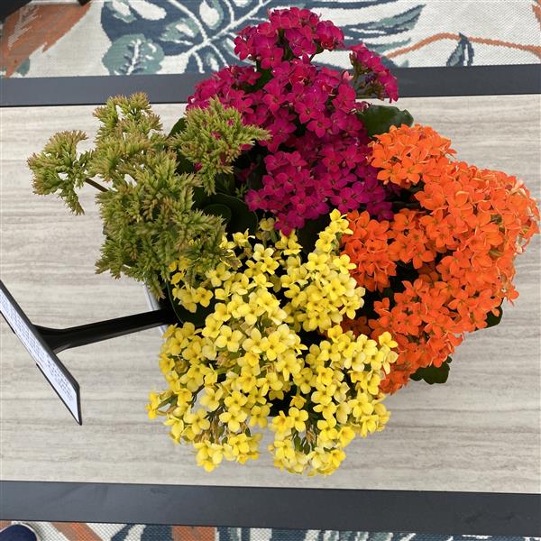 Selecta North America