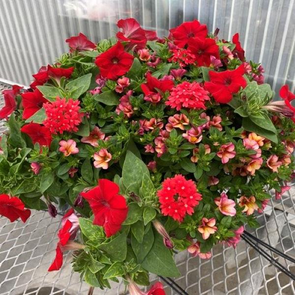 Selecta North America