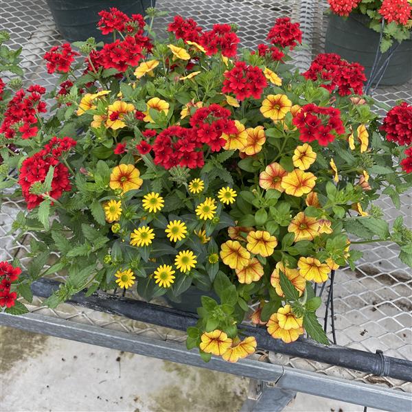 Selecta North America