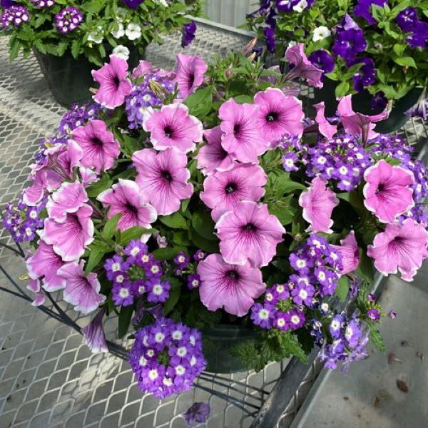 Selecta North America