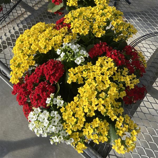 Selecta North America