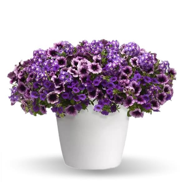 Trixi® Starlight Starbright