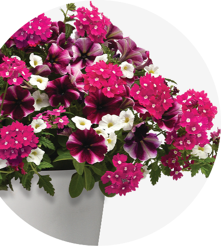 Selecta North America