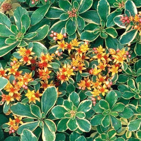 Sedum FloriSol